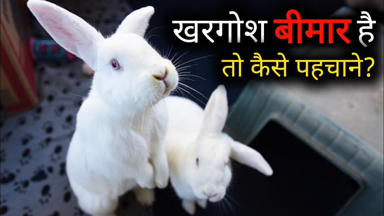 खरगोश बीमार है तो कैसे पहचाने | Signs Of Healthy and Unhealthy Rabbit ...