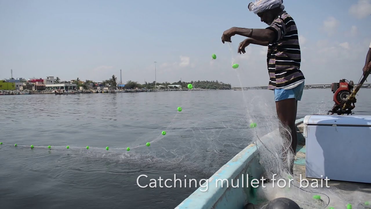 Fishing with live mullet | Boat Fishing - YouTube