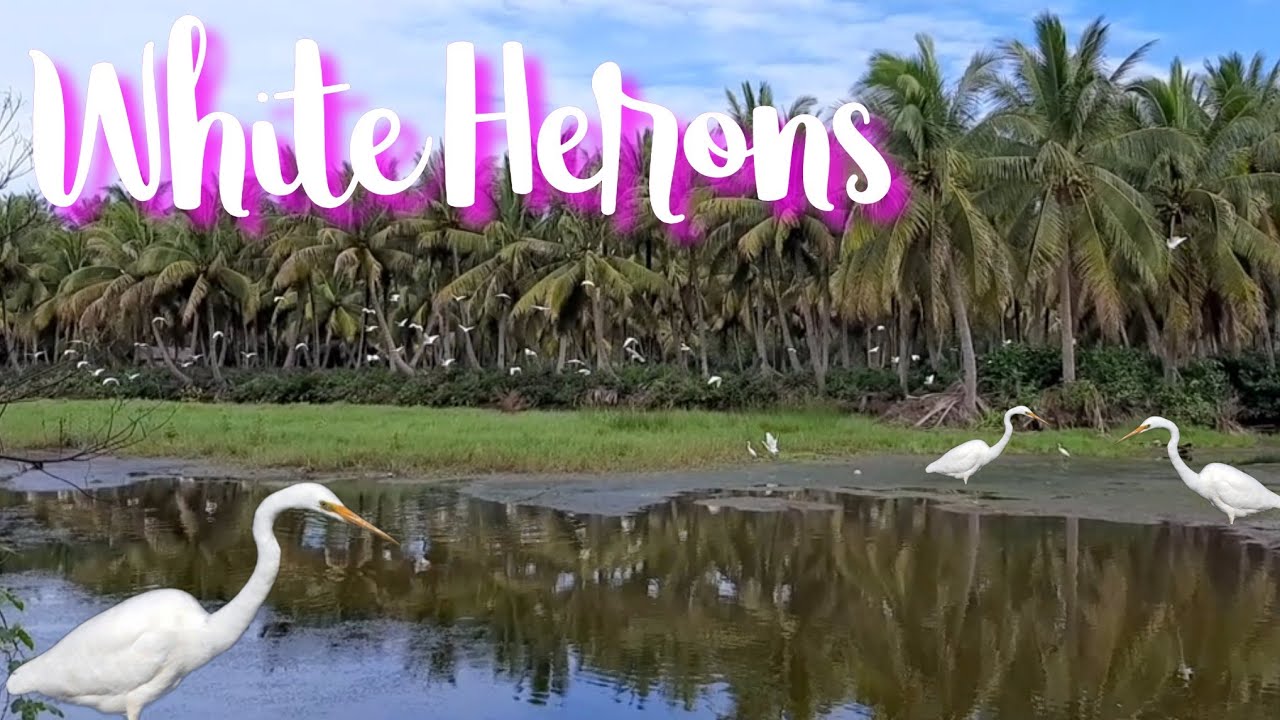 White Herons (Tulabong) @ Migpange, Bonifacio, Mis. Occ. | Philippines ...
