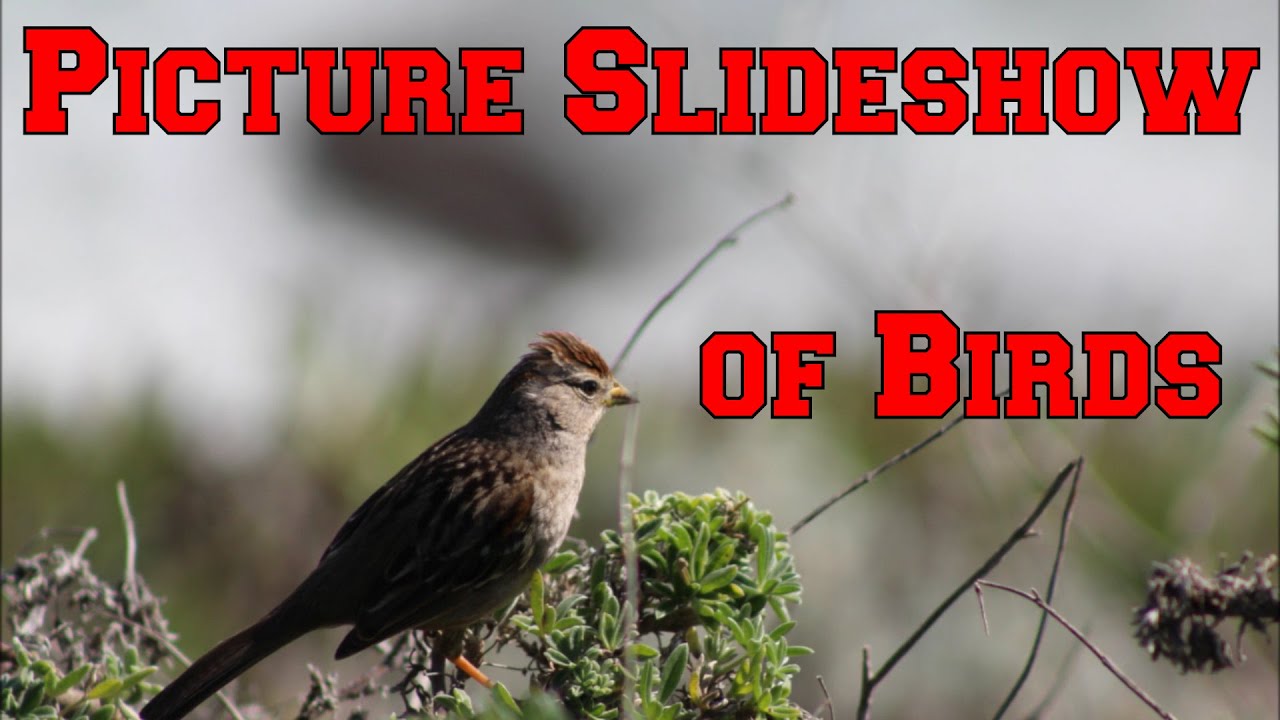 Picture Slideshow of Birds - YouTube