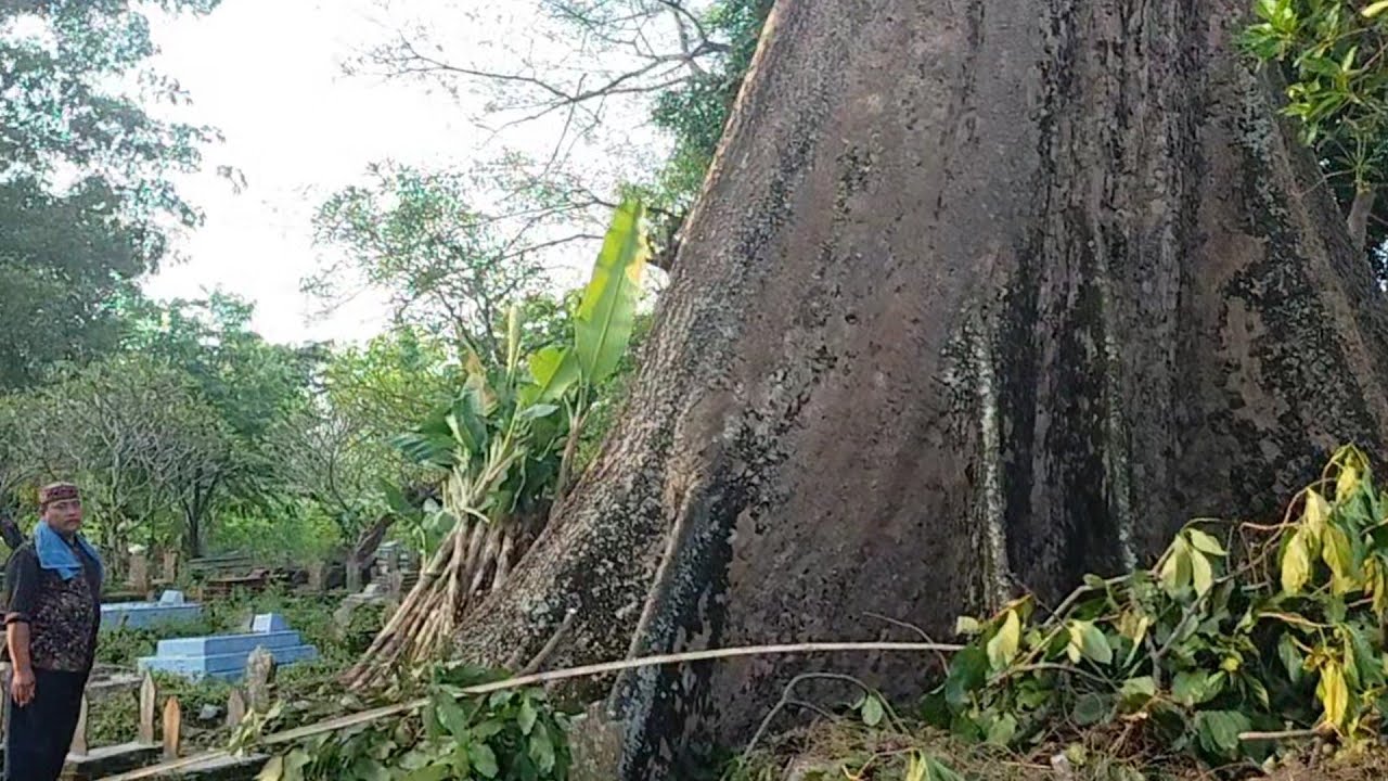 POHON PURBA‼️‼️ DI JAMAN MODERN - YouTube