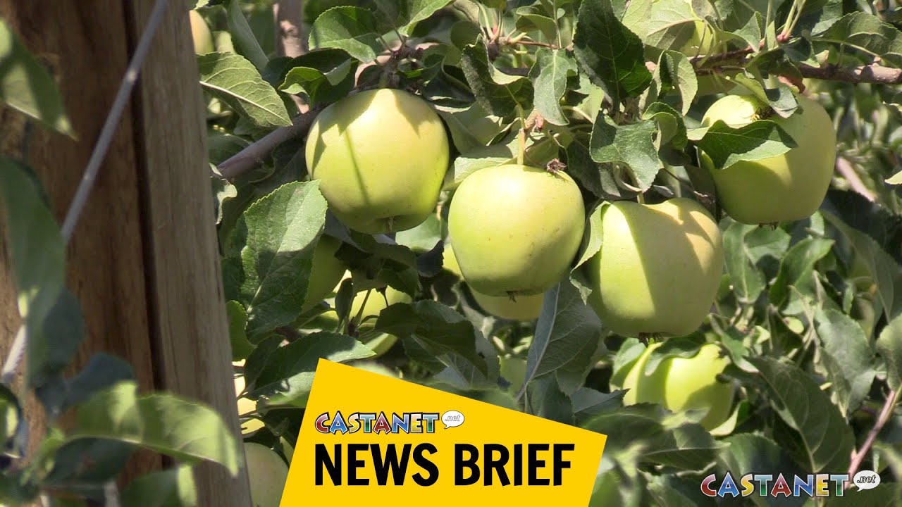 Apple harvest - YouTube