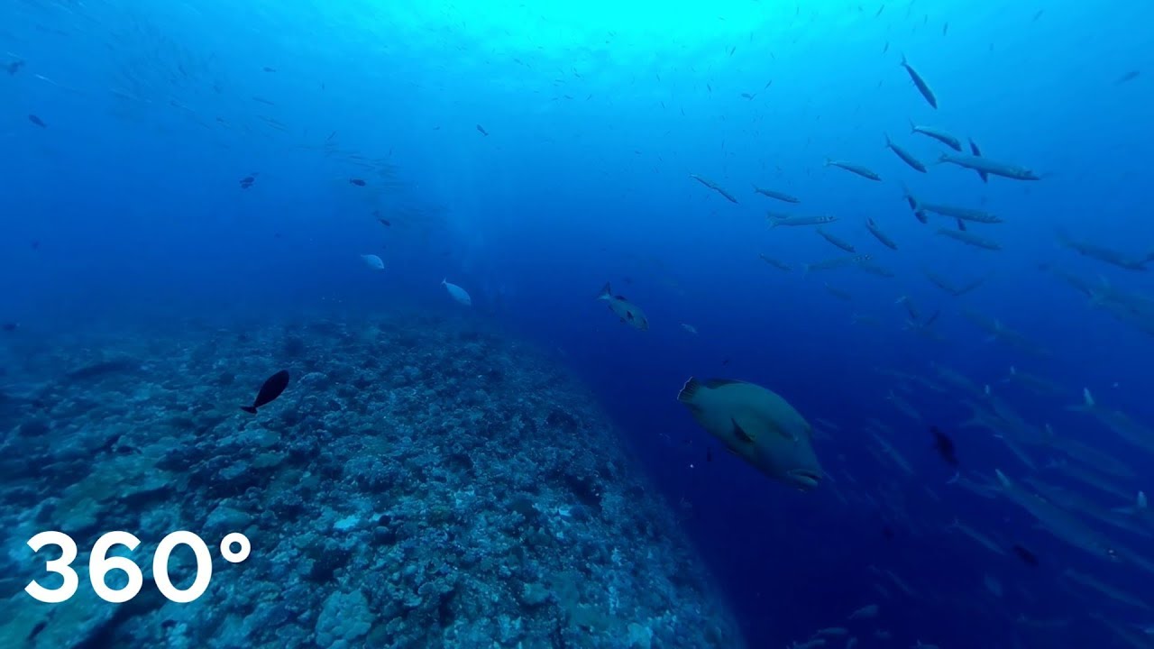 Palau dive site "BLUE CORNER" scuba diving look around!! 360° VR - YouTube