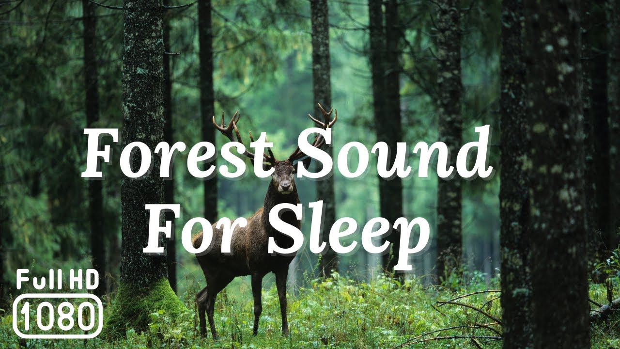 Forest Sounds for Sleep | Natural Forest Rain Sound | Jungle Sleep ...
