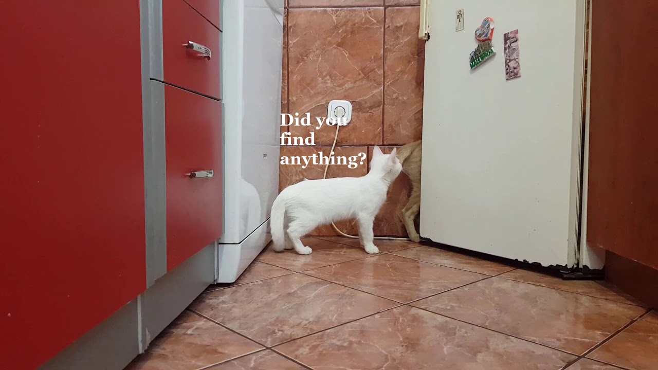 Cats Opening Fridge Door - YouTube