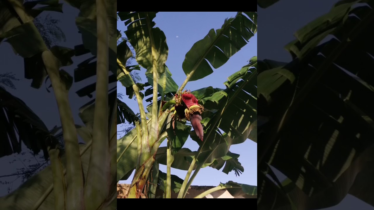 Crecimiento de platano manzano - YouTube