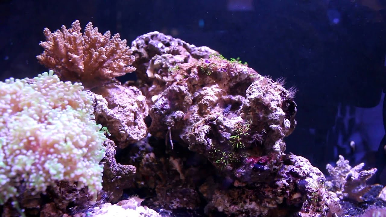 40 Gallon Breeder Reef Build #3: Salty Underground Berghia Nudibranch ...
