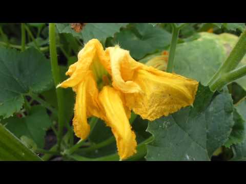 Pumpkin - Cucurbita - Grasker  - Kúrbítur  - Náttskuggaætt - Fluga