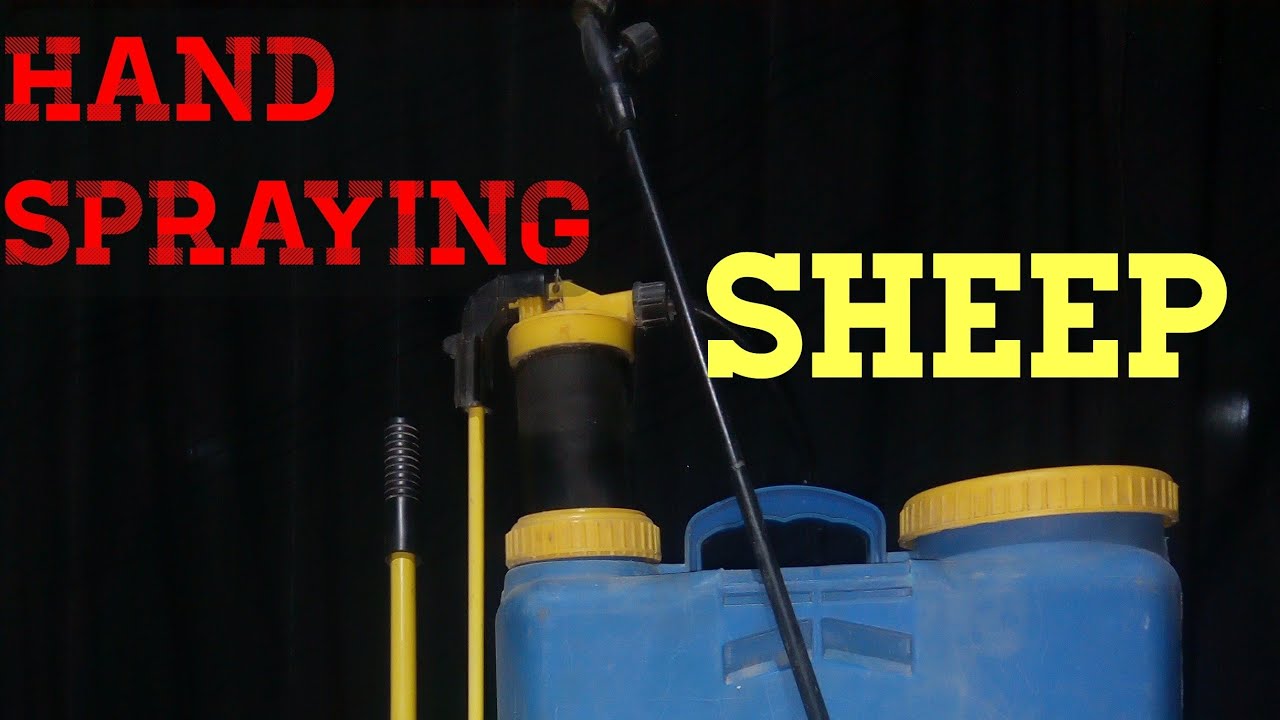 How to spray sheep against external parasites - YouTube