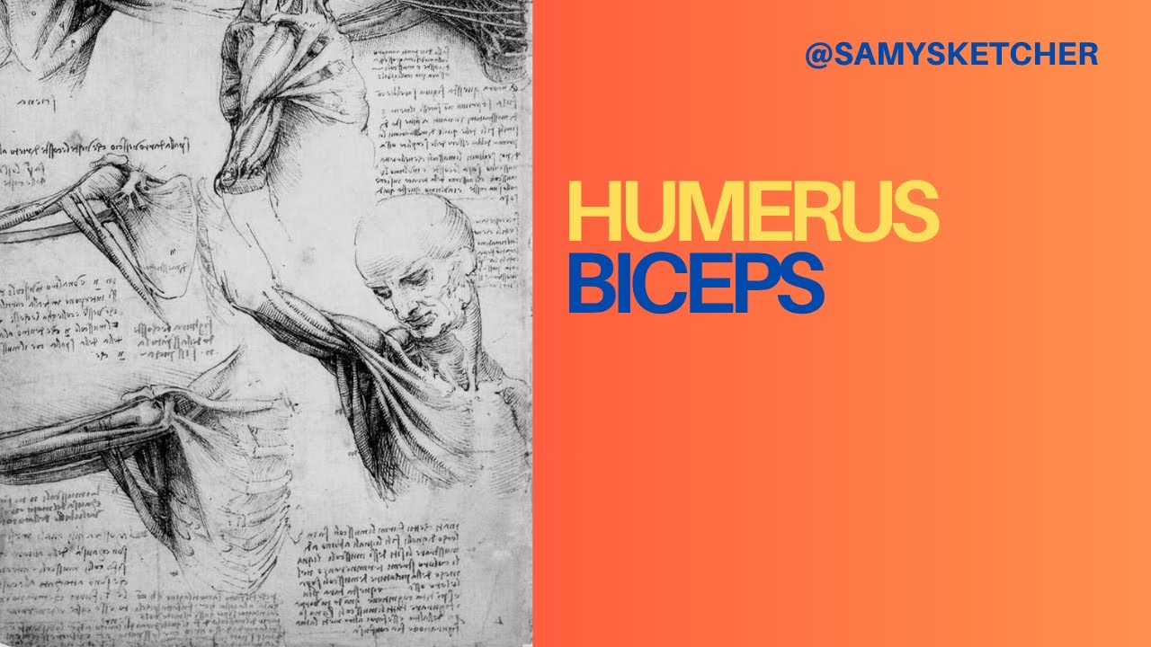 Biceps Anatomy for Artists: Draw Arms Better by Understanding Muscle ...