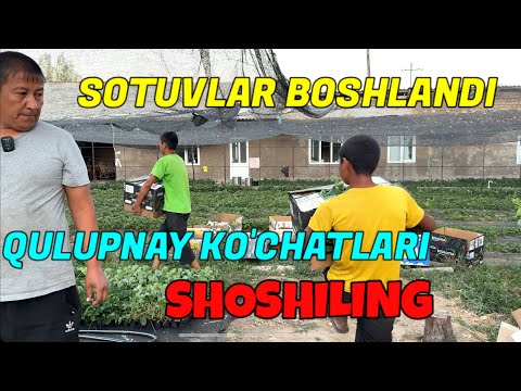 Farg‘onaliklarga kleri qulupnay ko‘chatlari sotildi 
