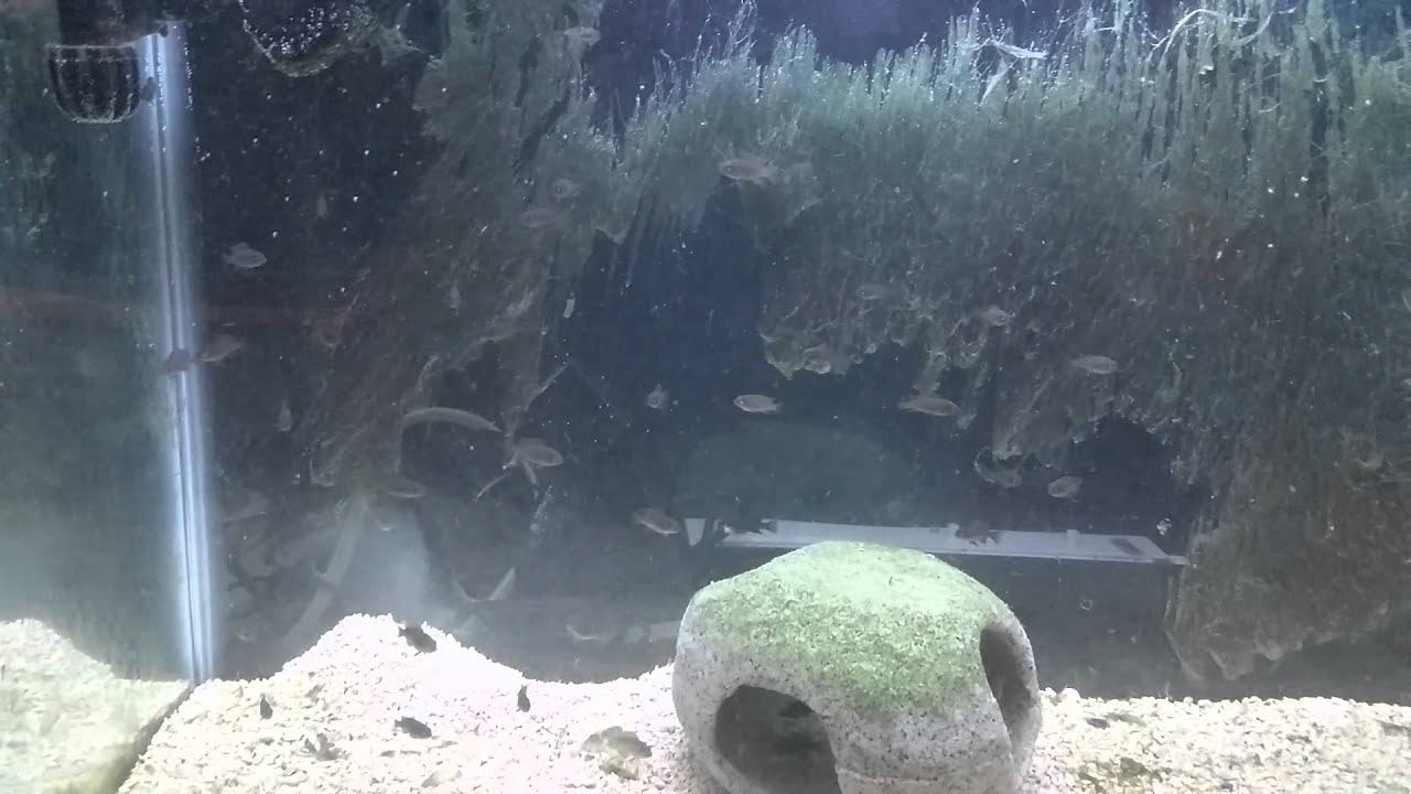 Chilumba Masoni Reef - YouTube