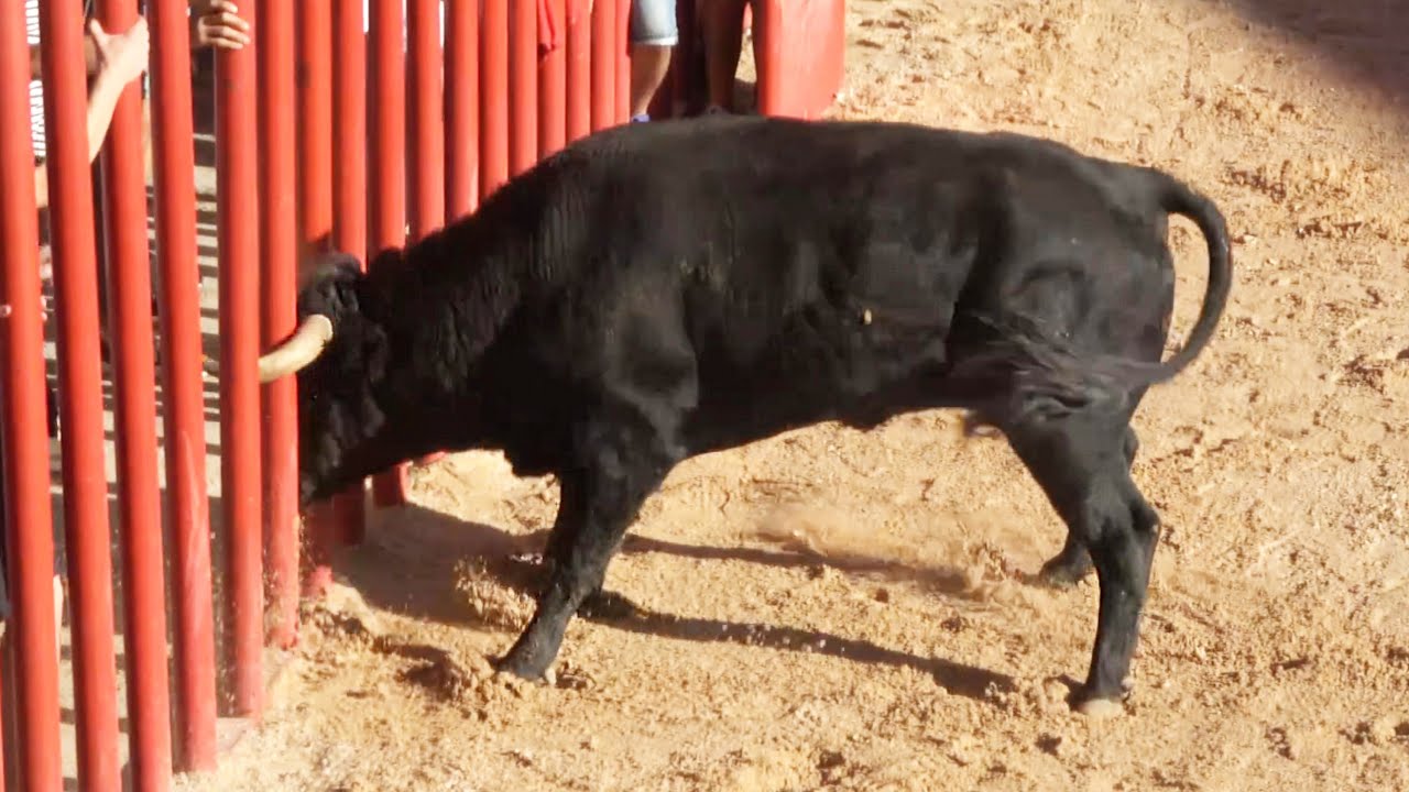 😱 TORO FURIOSO EMBISTE y ATRAPA sus CUERNOS en los BARROTES - YouTube