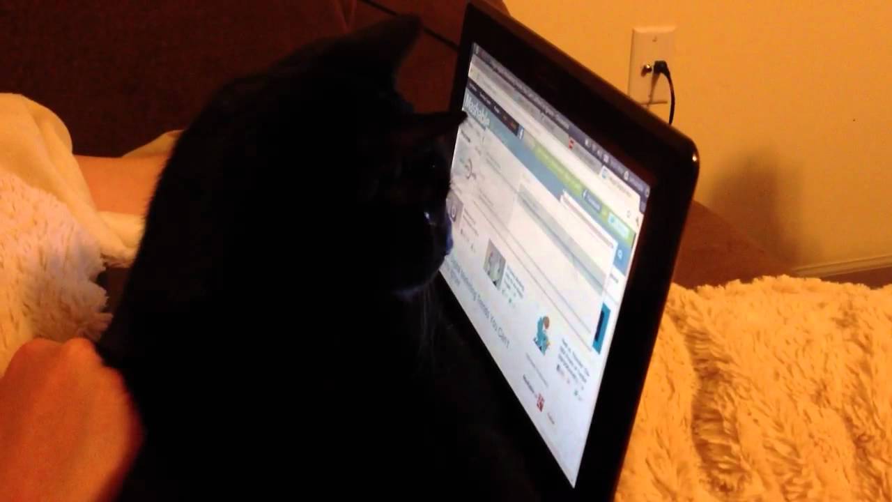 Cat attacking computer screen - YouTube