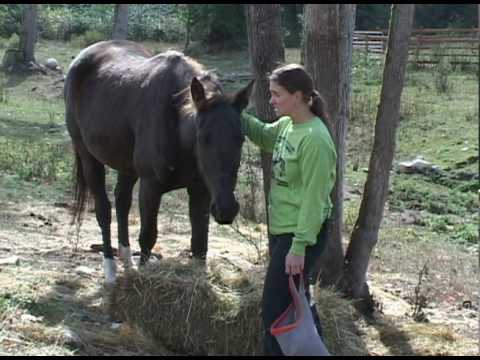 Center Valley Animal Rescue - YouTube