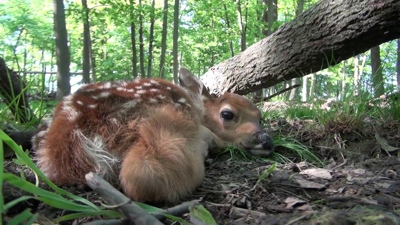 ConQuest Deer Farm. How To Save A Fawn This Spring. - YouTube