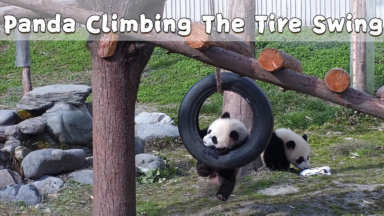 Panda Cub Climbing Up The Tire Swing Without Effort | iPanda - YouTube