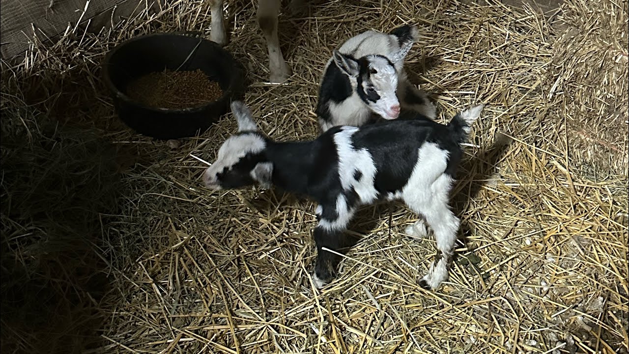 More babies on the farm. Our goat Elsa surprised us tonight - YouTube