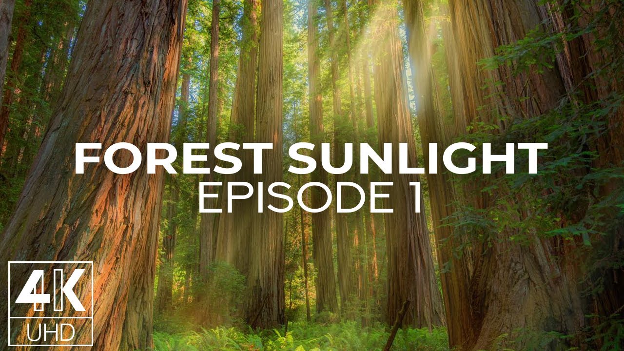 4K Animated Redwood Forest Screensaver | Relaxing Ambience with ...
