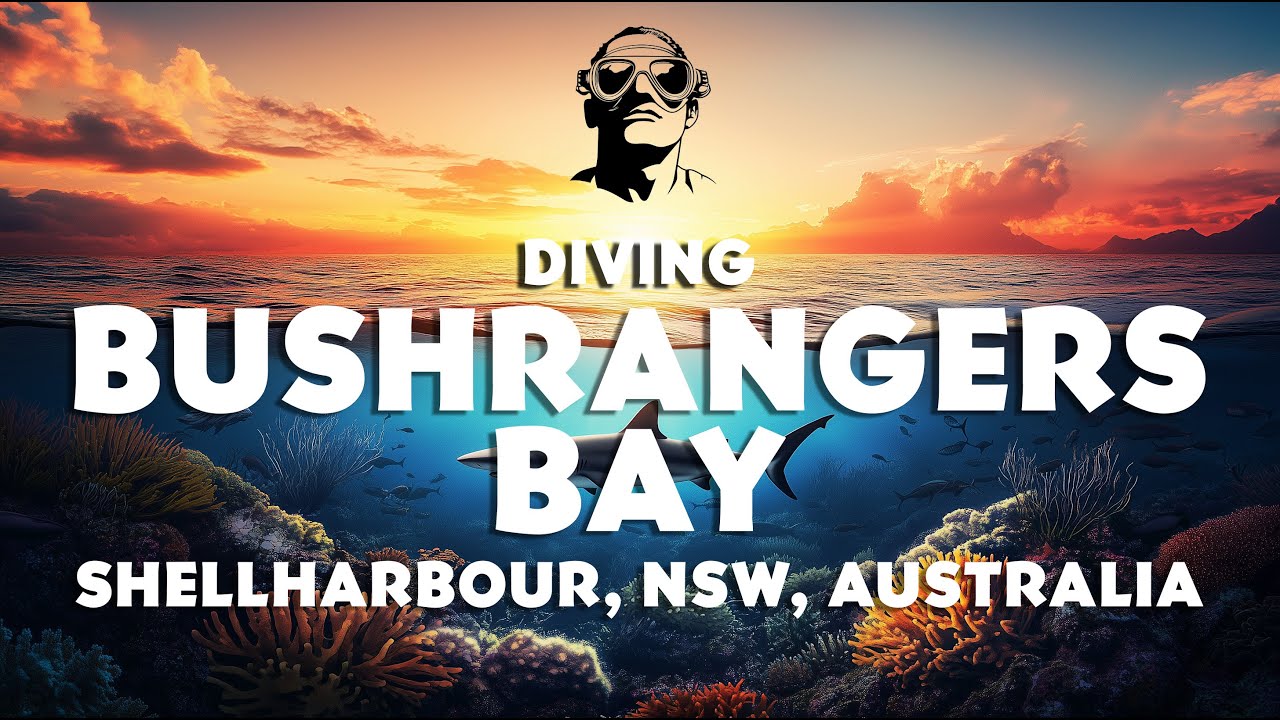 Diving with grey nurse sharks at Bushrangers Bay, Shellharbour - YouTube
