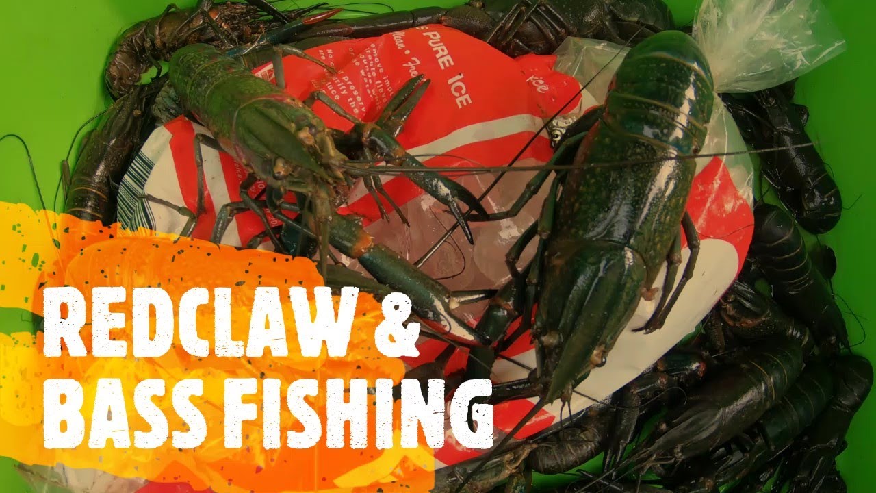 REDCLAW QUEENSLAND SHOWREEL 4 BASS FISHING CATCHING RED CLAW AUSTRALIAN ...