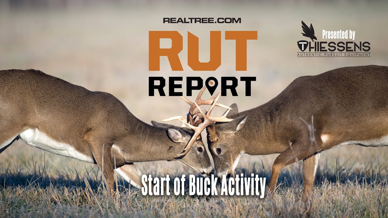 Start of Deer Activity | Rut Report 2019 Presented by Thiessens - YouTube
