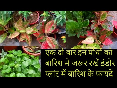 बारिश में इन पौधों को जरूर रखें खिल उठेंगे बारिश का पानी पानी पाकर ll ...