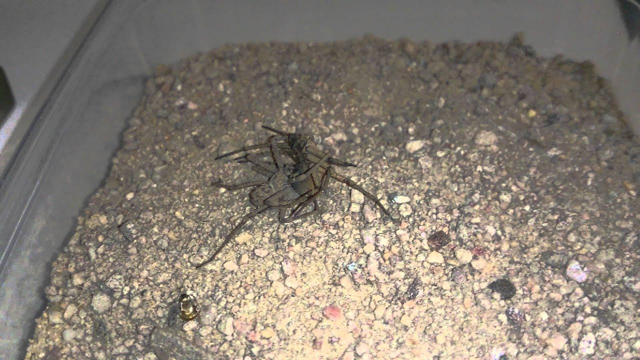 Sicarius cf testaceus mating (Six eyed sand spider) - YouTube