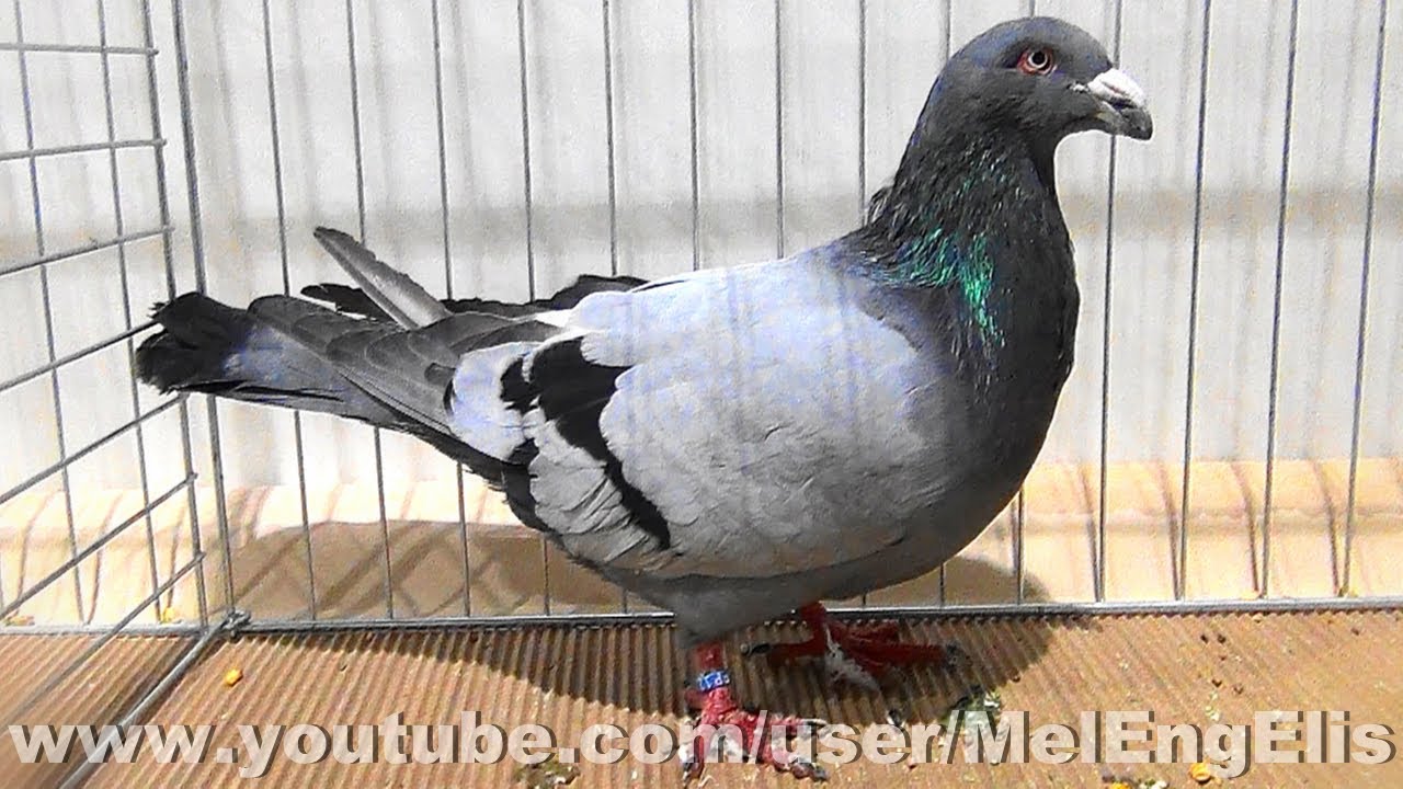 Pigeon Romain bleu barré - الحمام الروماني - Woincourt 2024 - YouTube