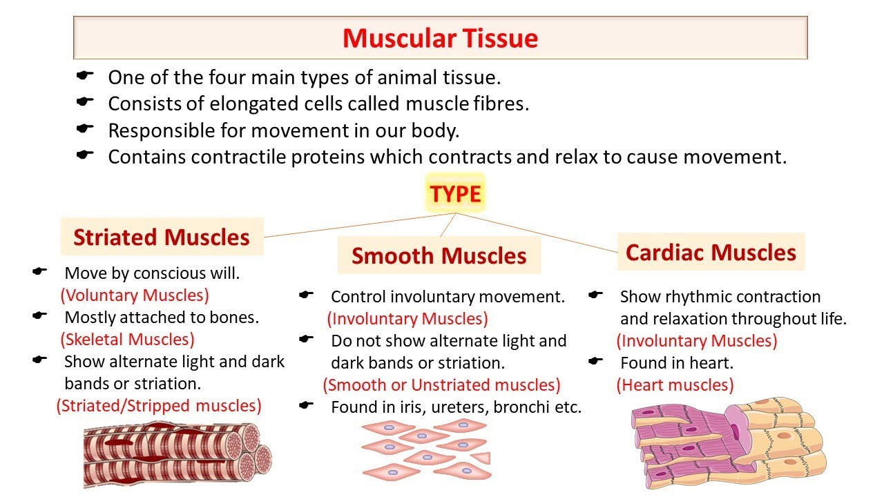 Muscular Tissue And Nervous Tissue Class 9 Th NCERT ANKIT muscular-tissue-and-nervous-tissue-class-9-th-ncert-ankit