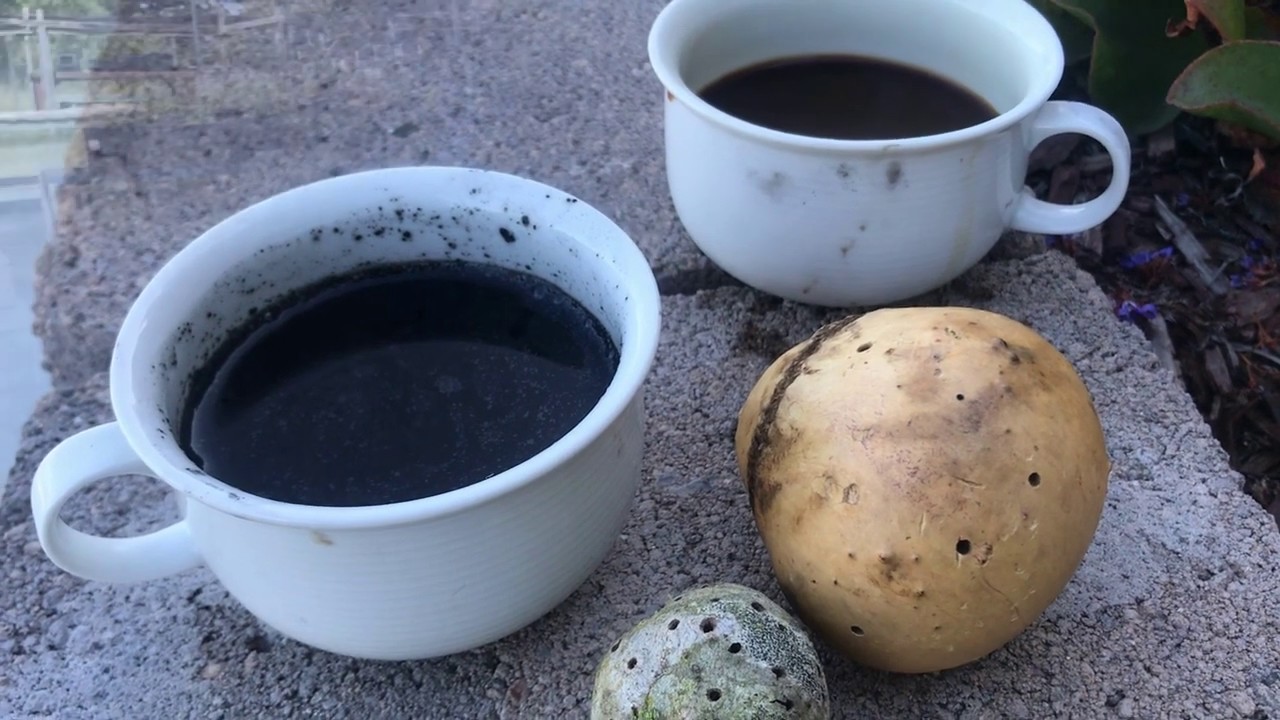 Oak Gall Ink Tutorial - YouTube