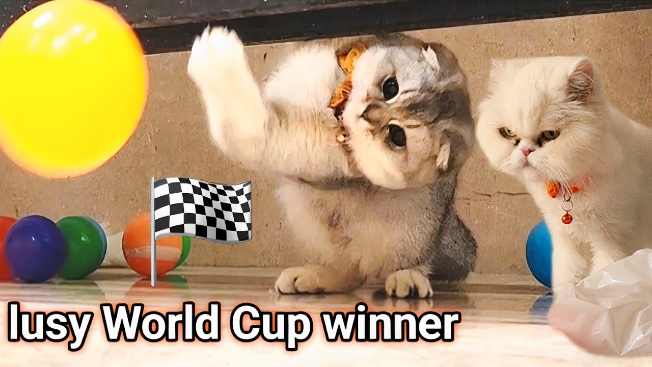 Cats and Football goalkeeper - YouTube