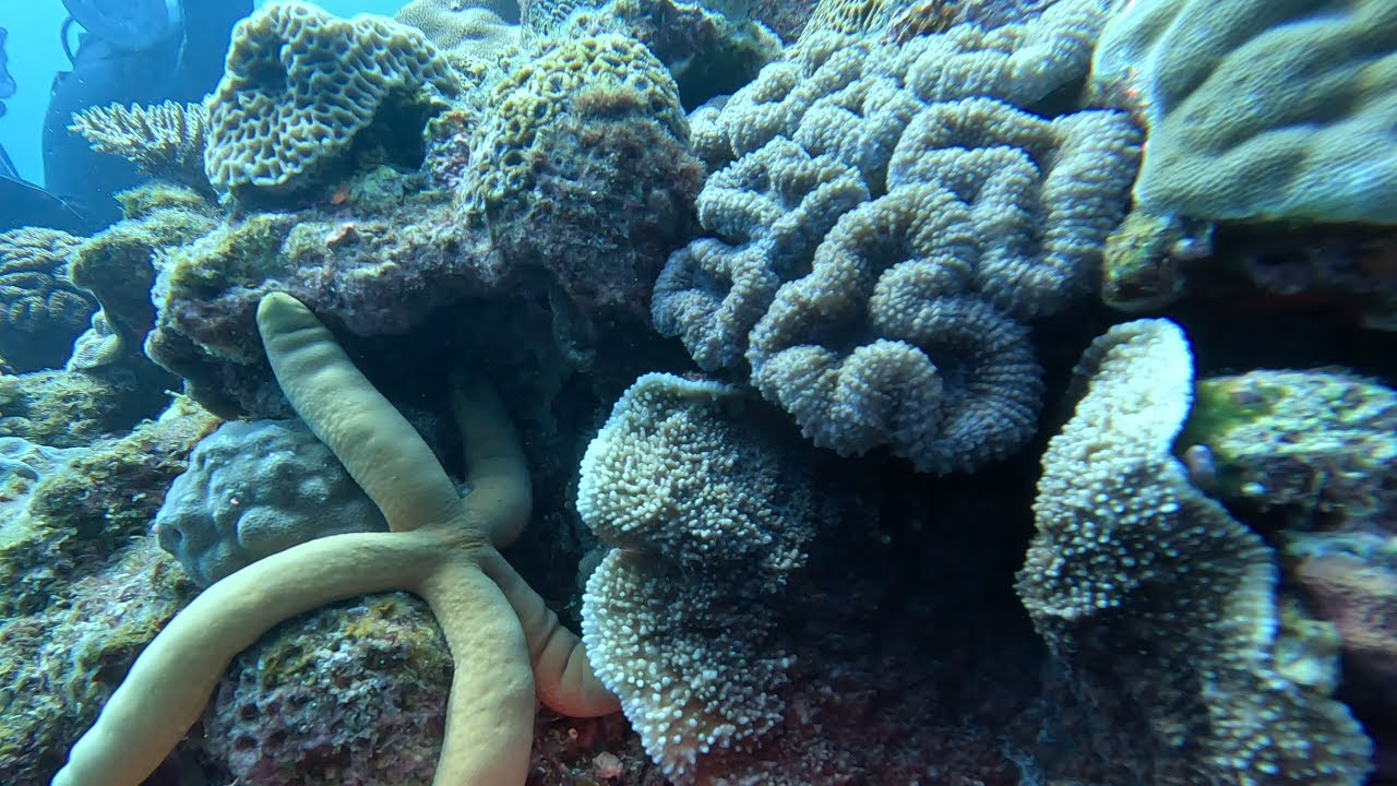 Scuba Diving Adventure at Blue Cave and Secret Cave in Okinawa ...