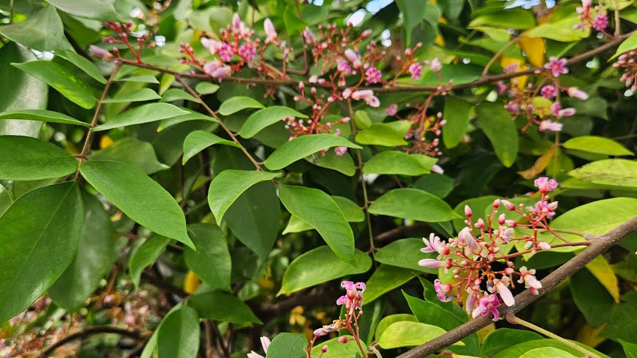 TROPIC OF CANADA PLANT OF THE WEEK: CARAMBOLA: KARI (STARFRUIT) - YouTube