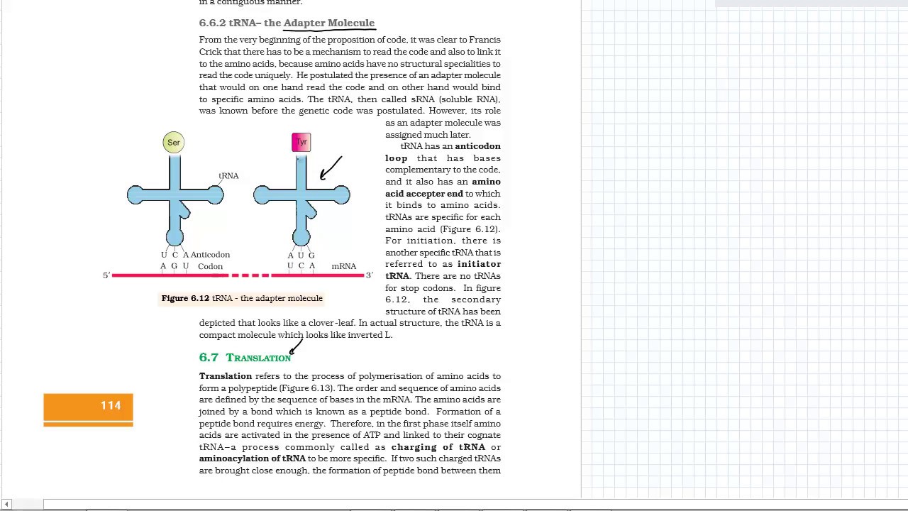 Chapter 6: Molecular basis of inheritance (Genetic code) (NCERT biology ...
