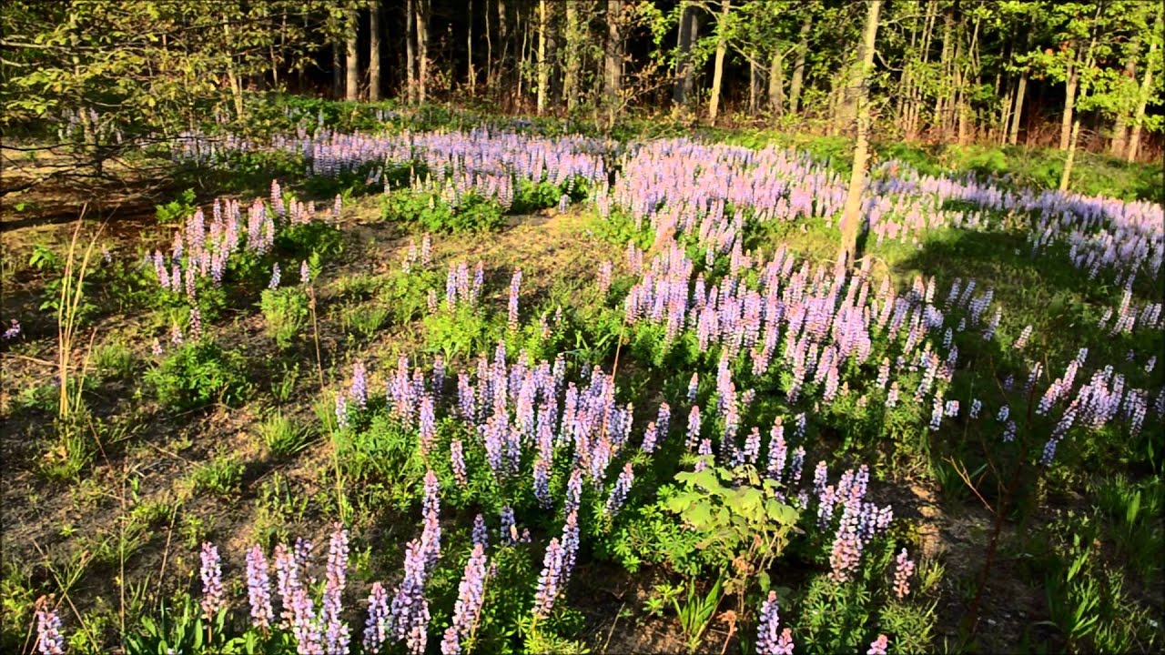Kitty Todd Preserve - Black Oak Barrens during wild blue lupine bloom ...