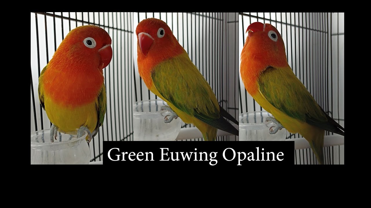 Green Euwing Opaline / BIOLA EUWING GREEN - YouTube