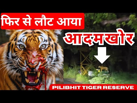 Tiger attack in Pilibhit tiger reserve / Monsoon jungle night drive ...