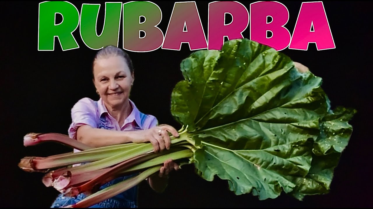 Cum se cultiva RUBARBA in gradina #rubarba #revent #rabarbar - YouTube