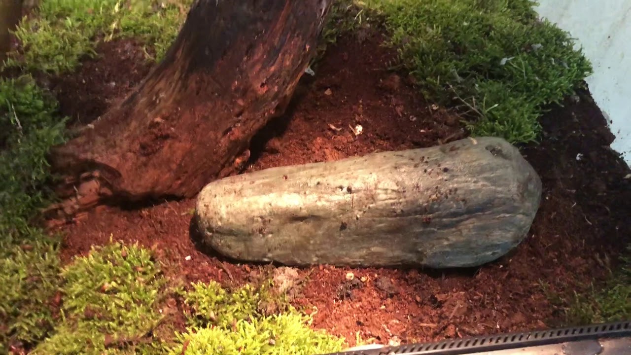 How to lay moss in your reptile enclosure - YouTube