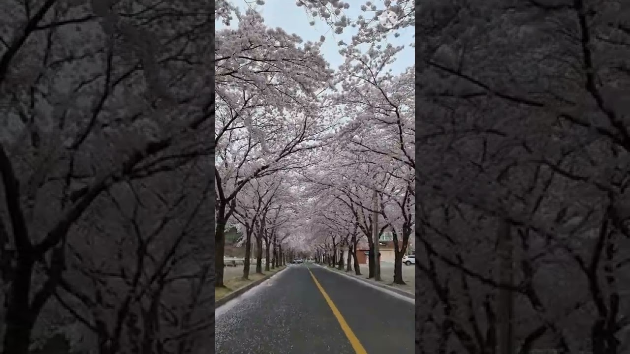 CHERRY BLOSSOM || 벛꽃 || SAKURA NO HANA - YouTube