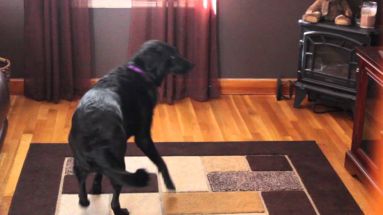 Teleporting Dogs - YouTube