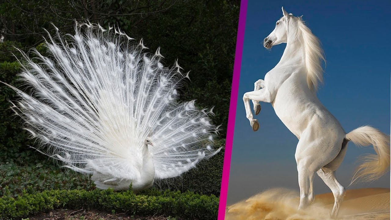 ANIMALES más BELLOS del MUNDO - YouTube