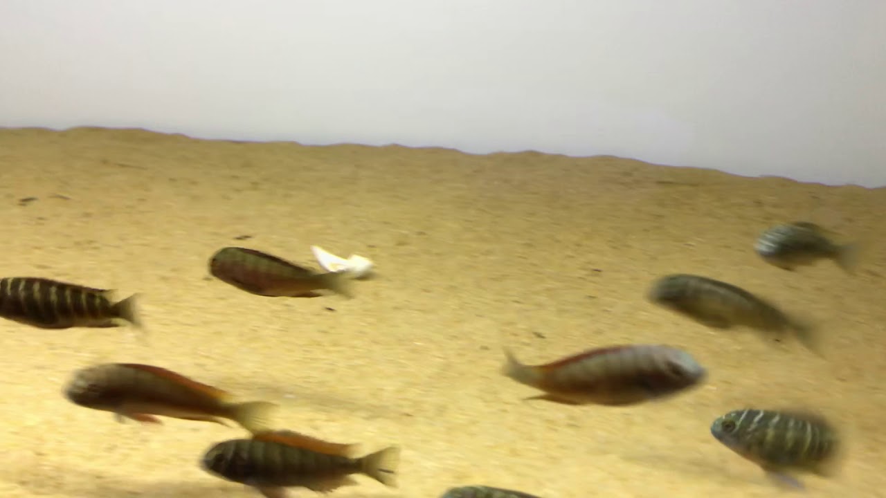 Tropheus Moori Moliro & Sun Spot Mpulungu - YouTube