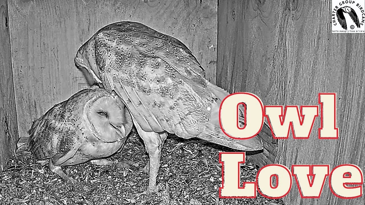 Preening and Pair Bonding: Male Barn Owl's Courtship Behavior - YouTube