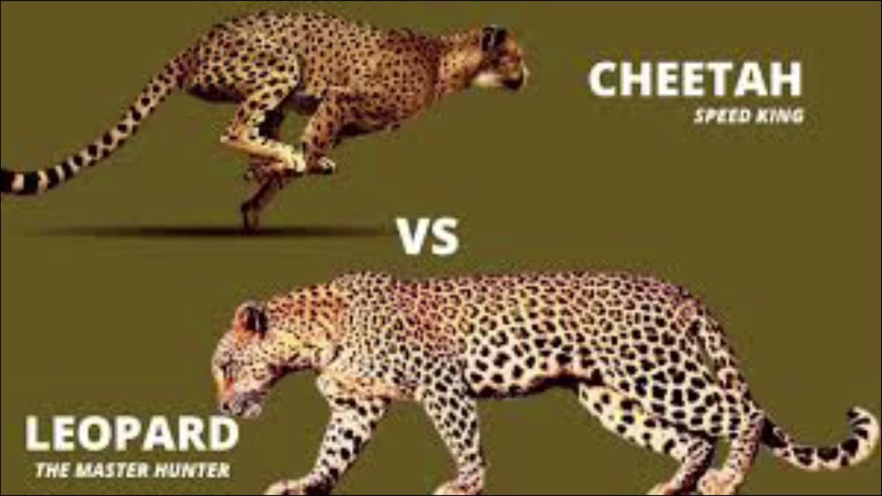 Leopard and Cheetah’s Differences - YouTube