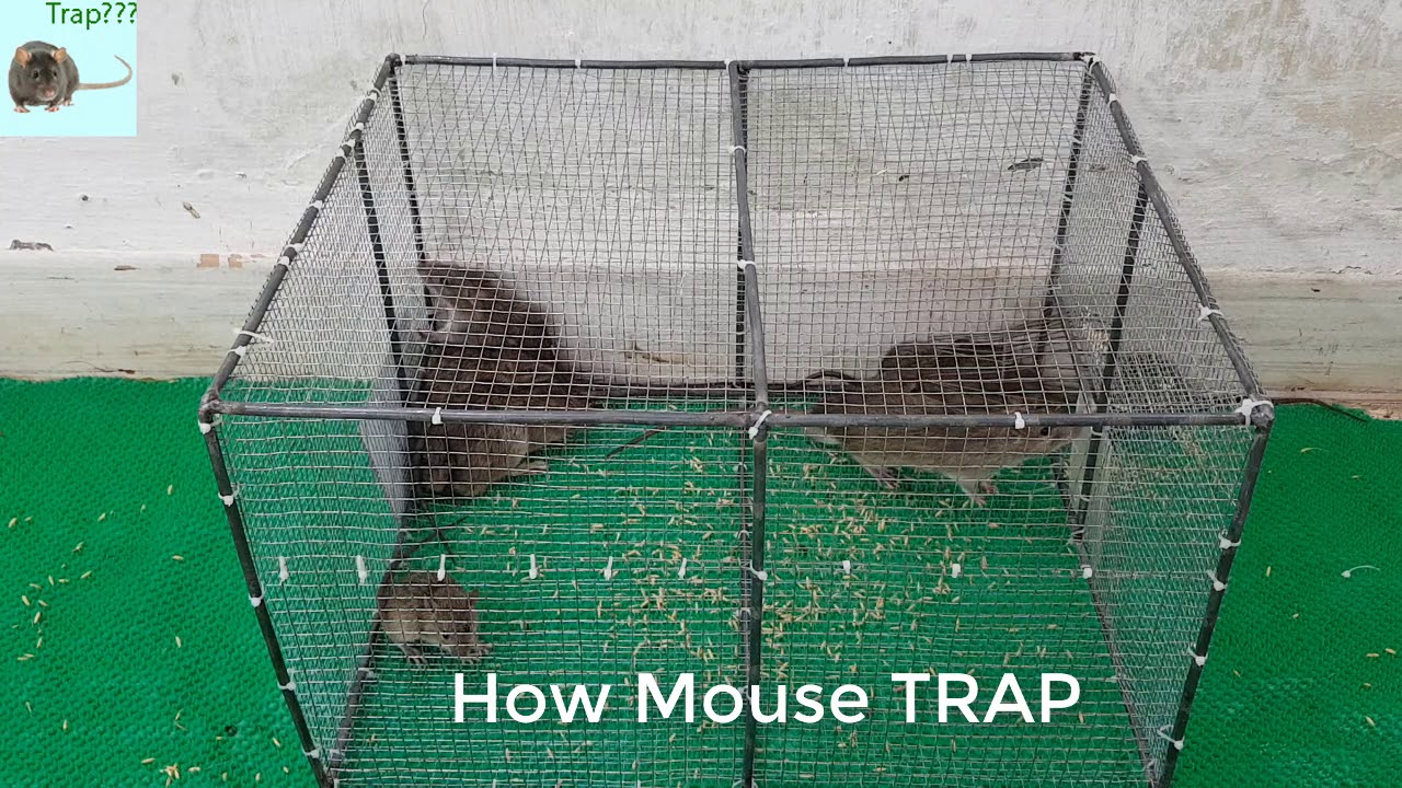 homemade mouse trap/ Effective mouse trap/ 20 mice - YouTube