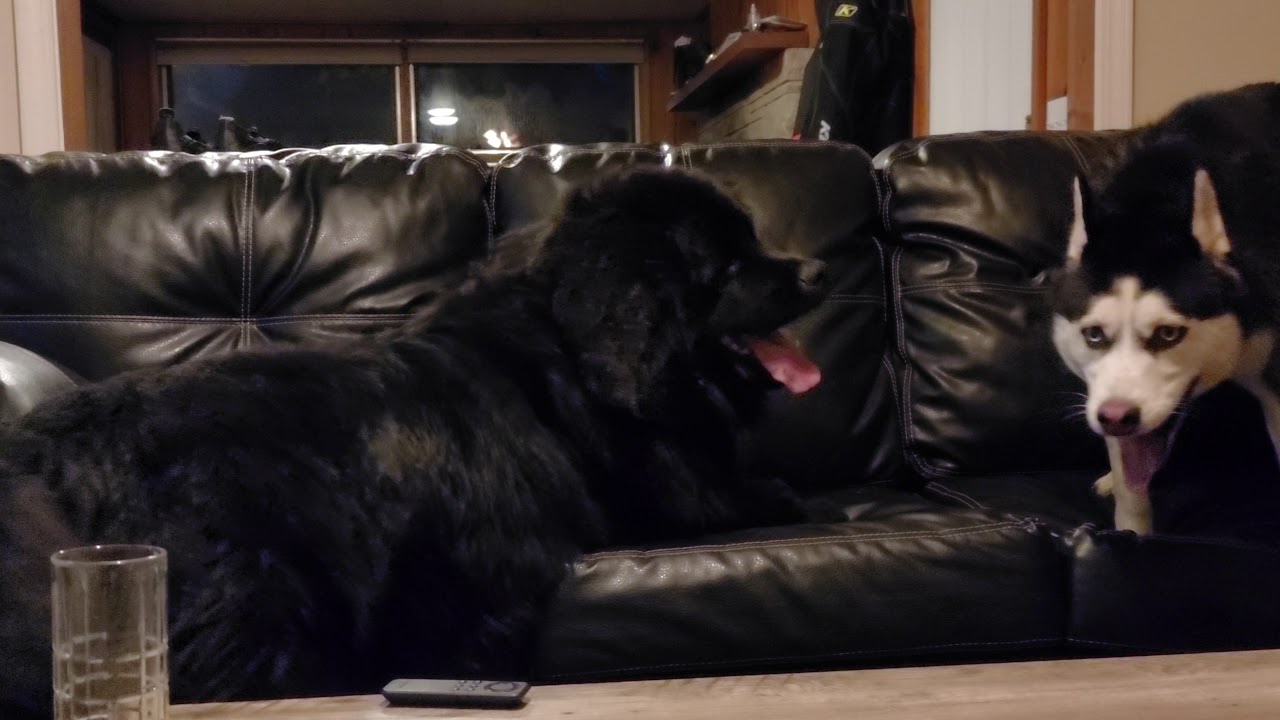 Newfoundland and Siberian Husky (Ziggy and Storm) Playing - YouTube
