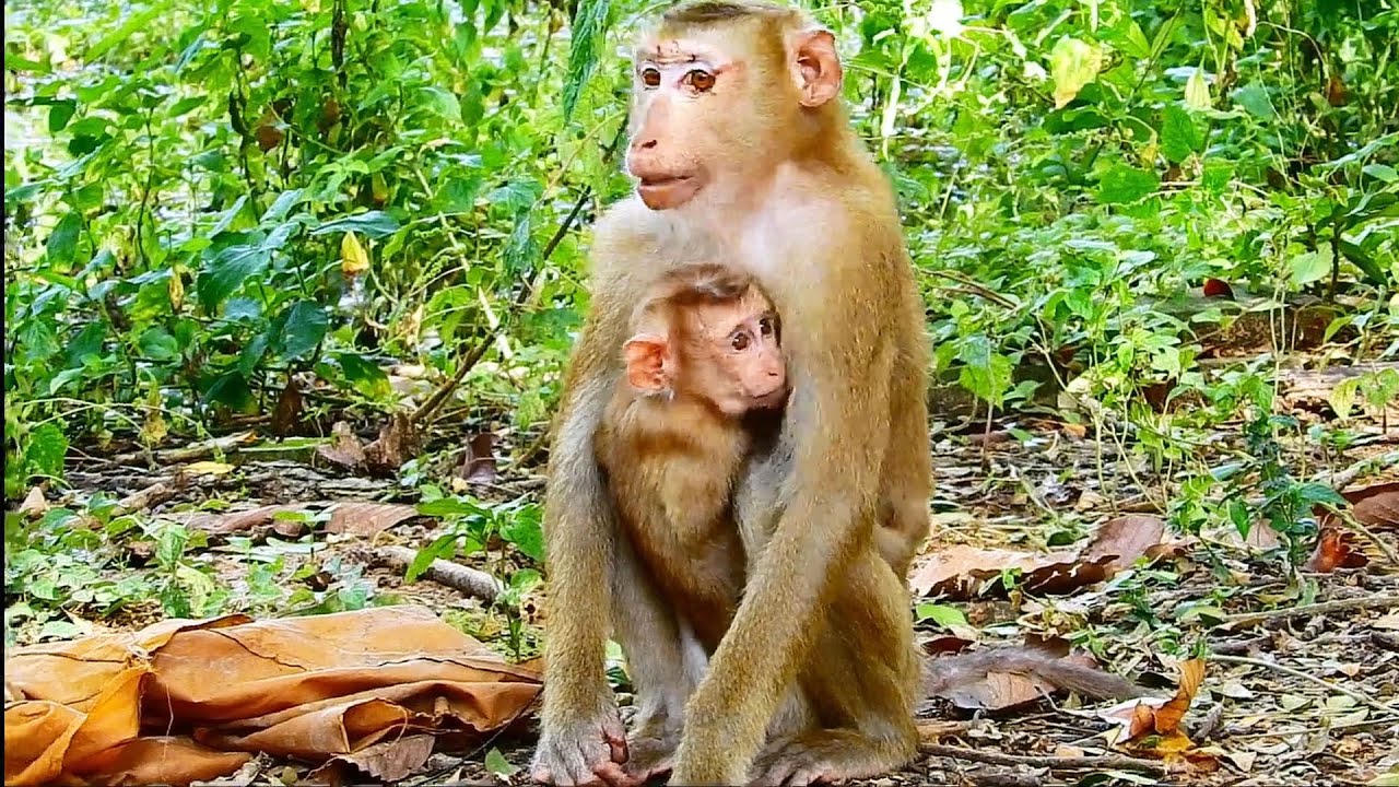 Monkey Luna usually help to nurse orphan little Angela monkey - YouTube