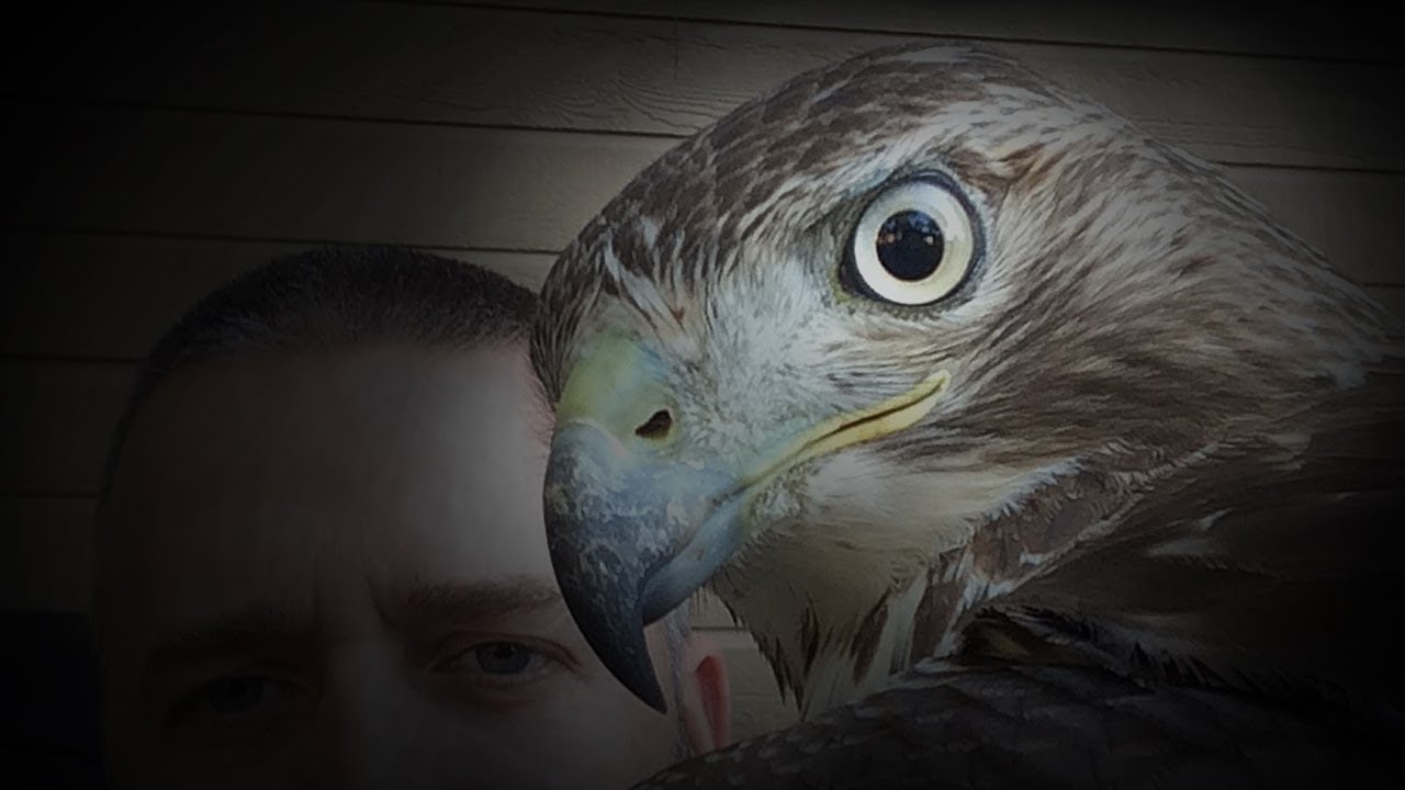 Red Tailed Hawk Creance Training - YouTube
